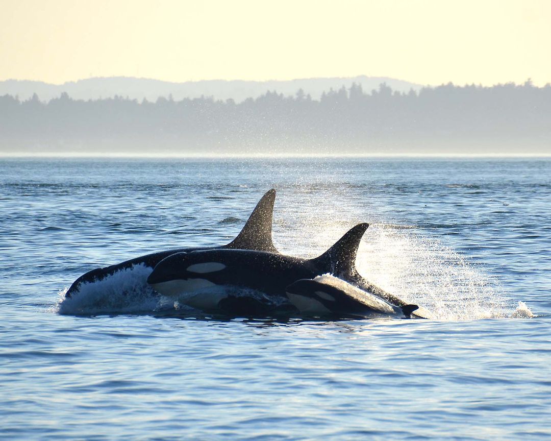 Southern Resident killer whales | Orca Behavior Institute